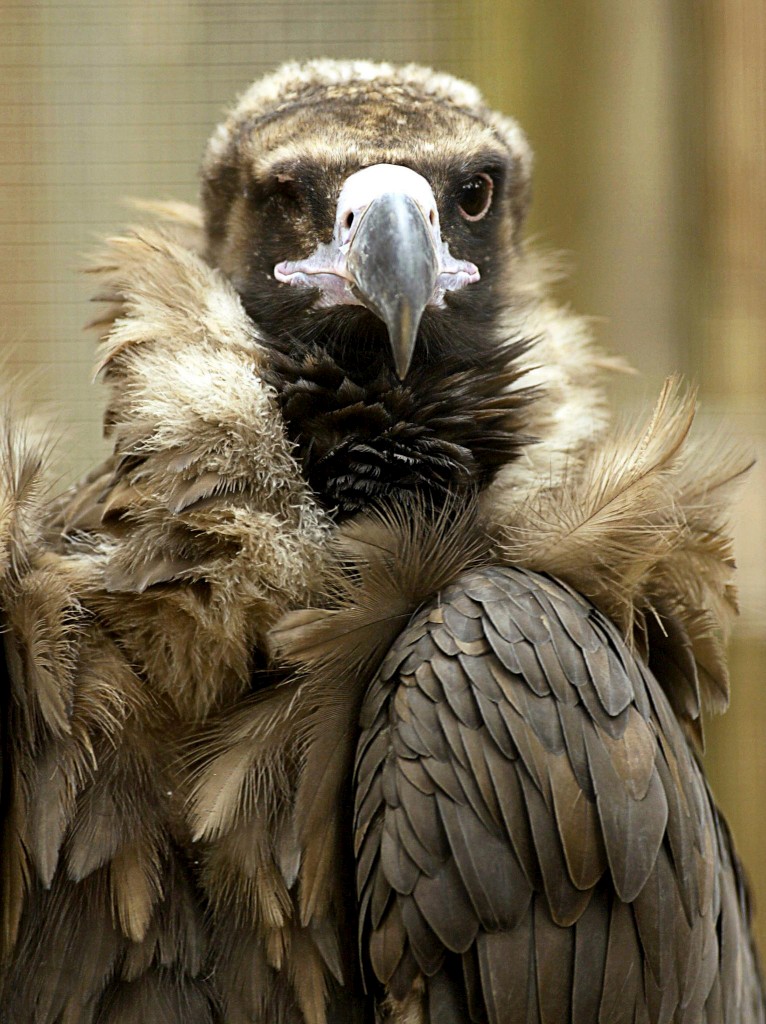 Geração Verde Portugal: Abutre-preto, maior ave rapina Europa volta ao ...