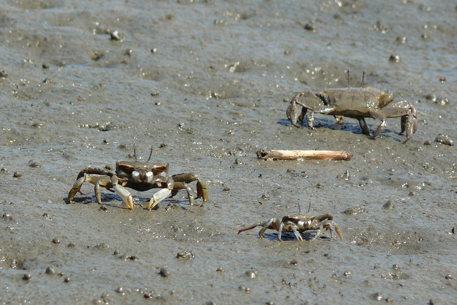 Real Monstrosities: Sentinel Crab