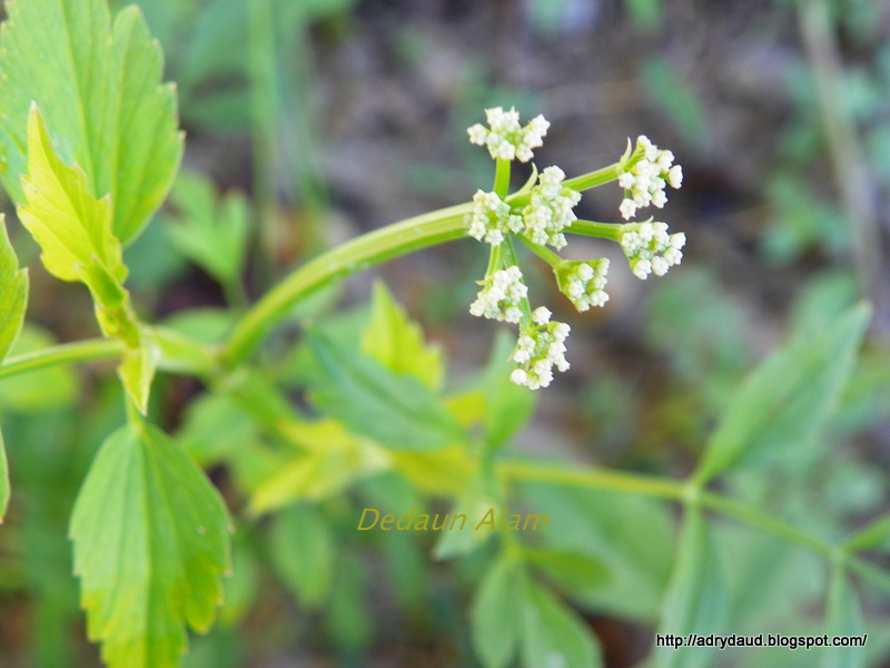 Dedaun Alam: Kebun Kecil Tepi Pagar - Bunga Selom & Pokok Buahan