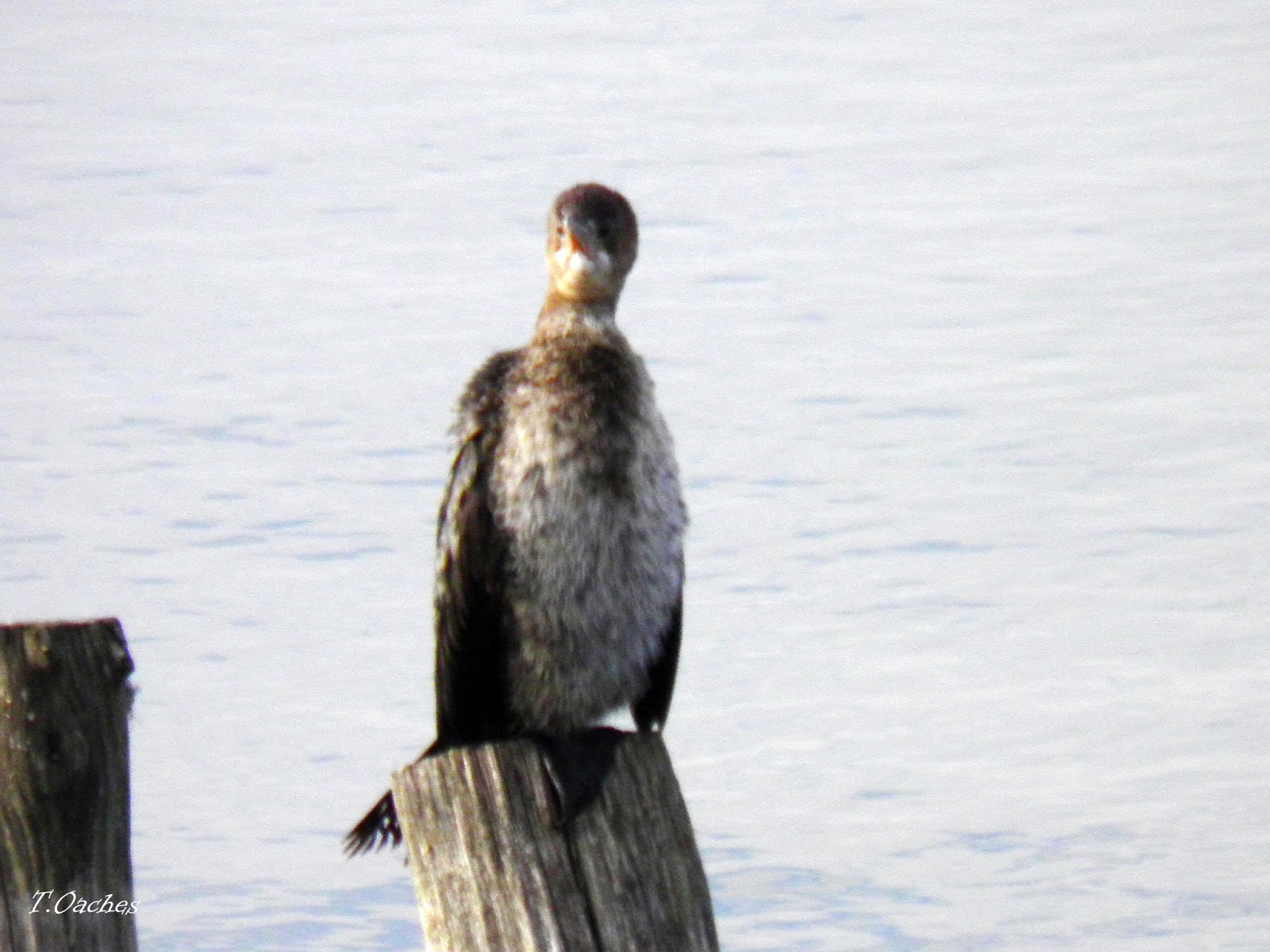 PASARI DIN ROMANIA: CORMORAN MIC, Microcarbo pygmeus