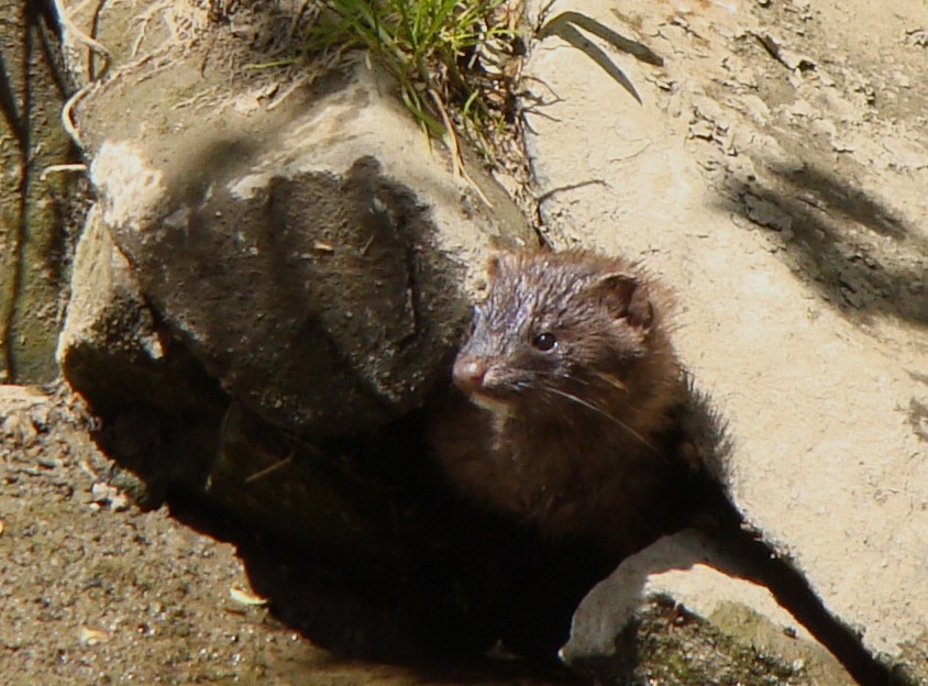 Ohio Birds and Biodiversity: Mink: long, low, and slinky