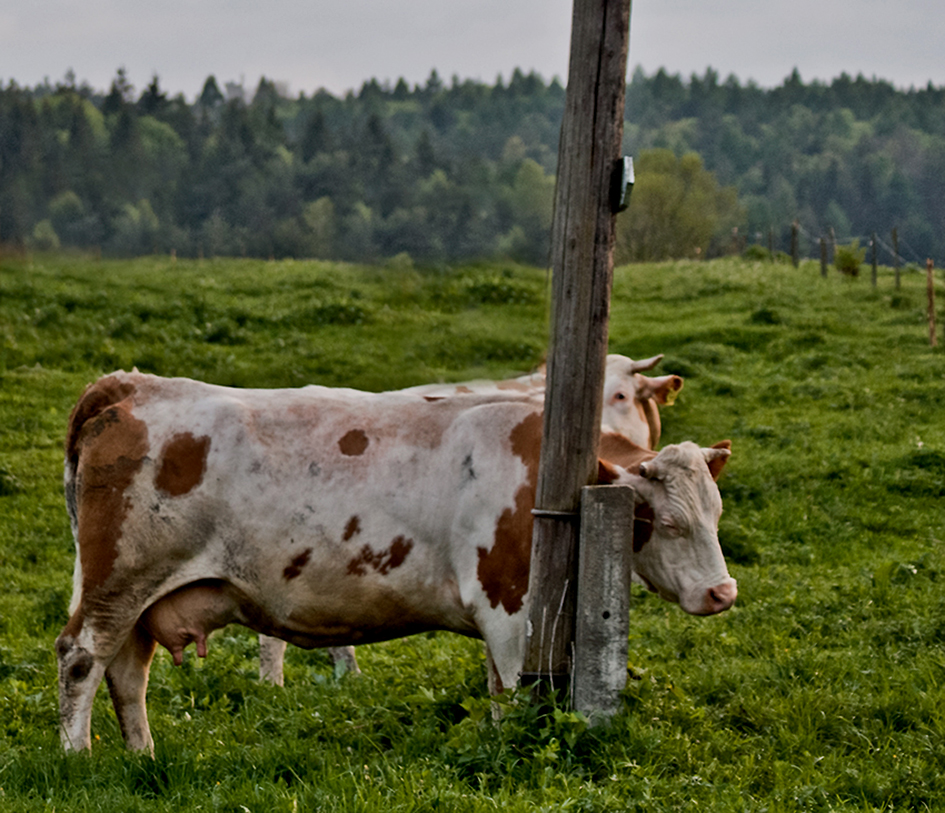 APARATKA bez akredytacji : Krowa w krajobrazie Polski