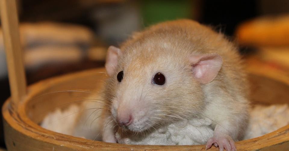Rat Refuge: Basics of Rat Care