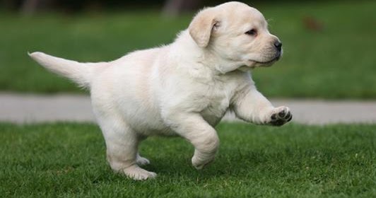 EL MEJOR PERRO Y EL MAS MONO.