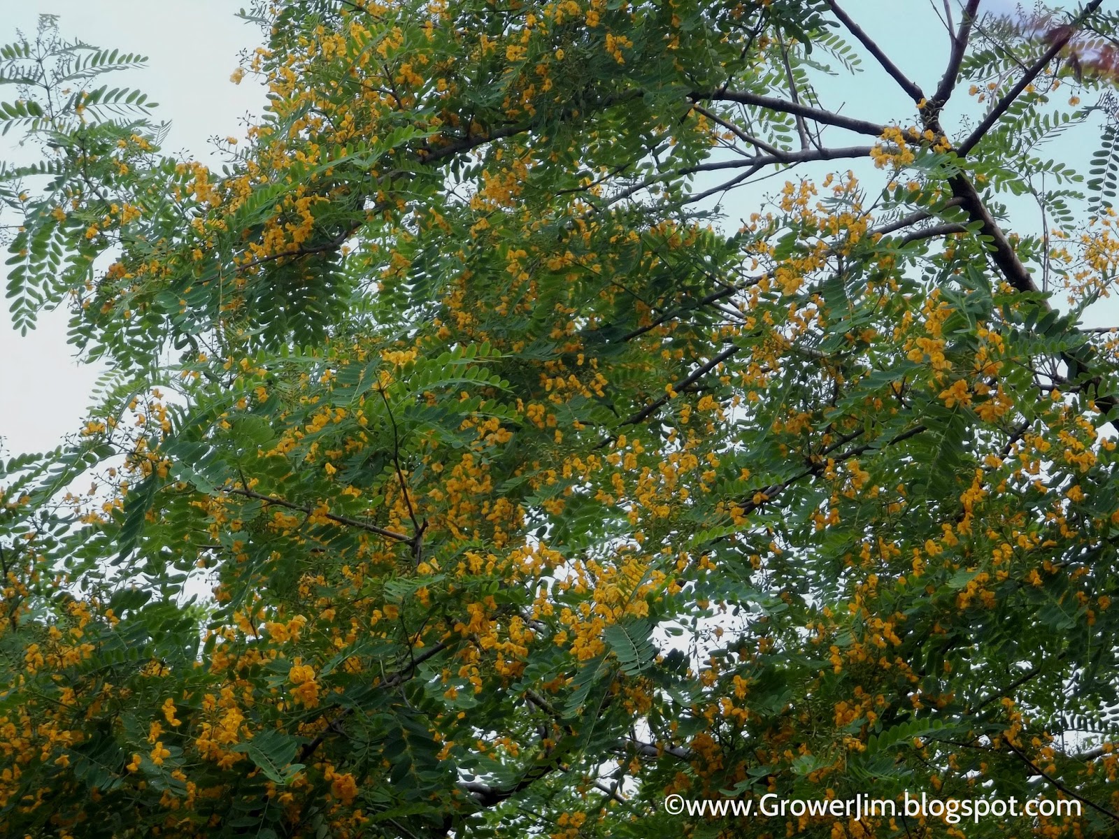 Garden Adventures: Tipuana tipu