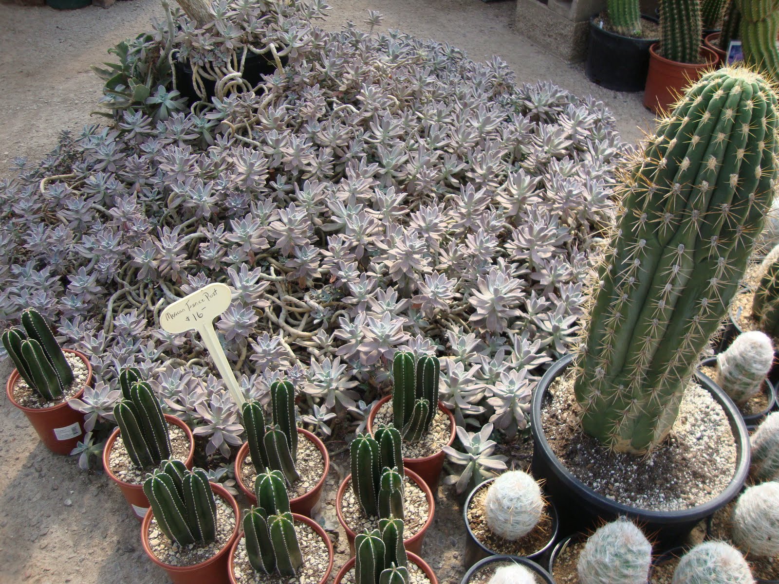 danger garden: Buffalo Bill’s Exotic Cactus Ranch