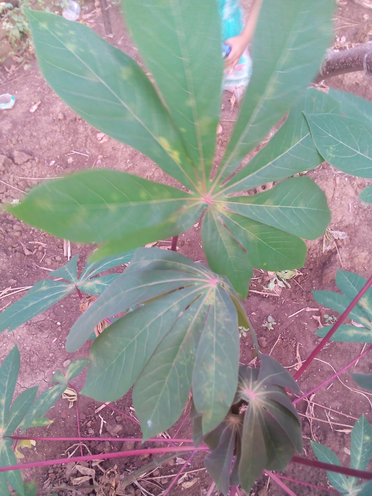 Manfaat Dan Khasiat Ketela Pohon, Ubi Kayu Atau Singkong Untuk Kesehatan