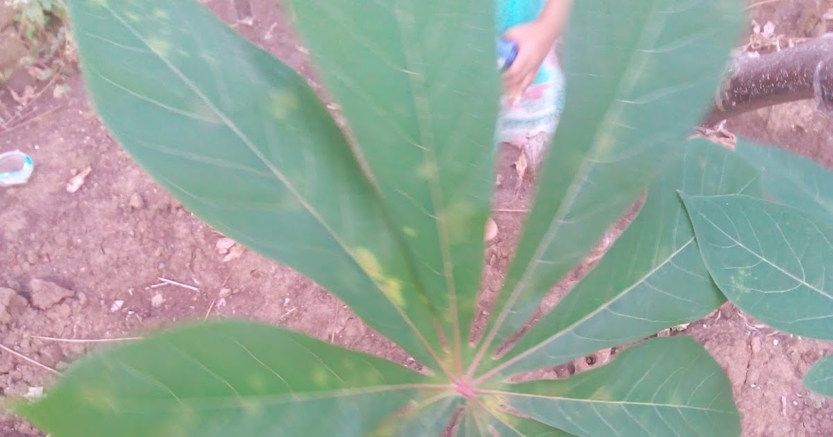 Manfaat Dan Khasiat Ketela Pohon, Ubi Kayu Atau Singkong Untuk Kesehatan