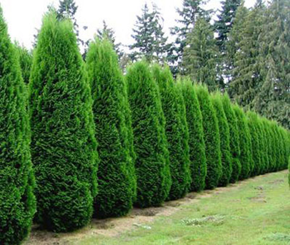 WHOSE MUSIC IS IT?: Arborvitae - the Tree of Life and its emotional ...