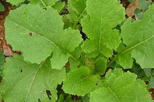 De todo un poco en la cocina: Nutrientes en vegetales