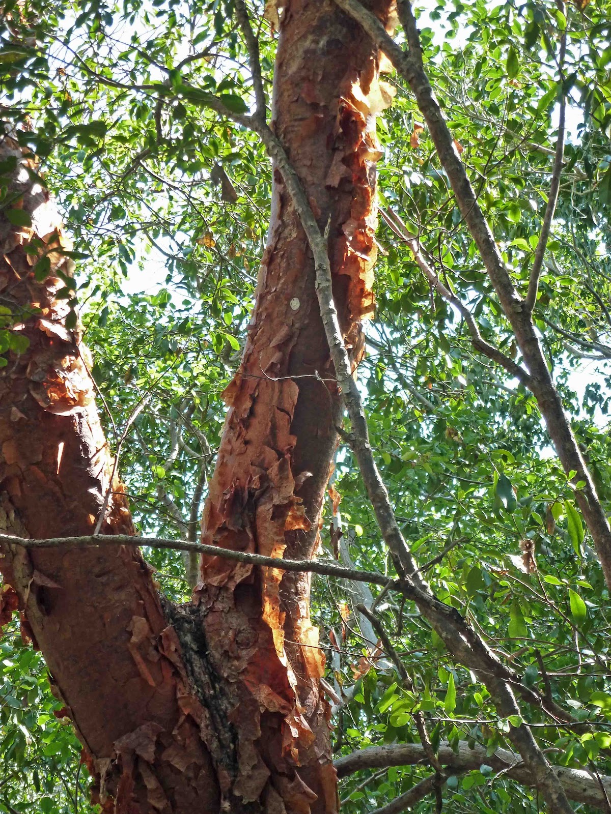 Last Dance: Lignumvitae Key Botanical State Park