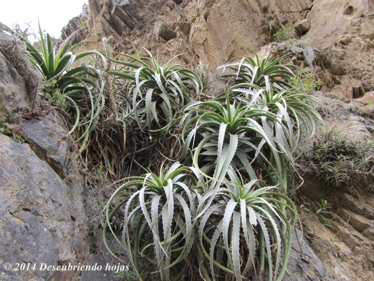 Descubriendo hojas: Ollantaytambo, el único pueblo inca que sigue habitado
