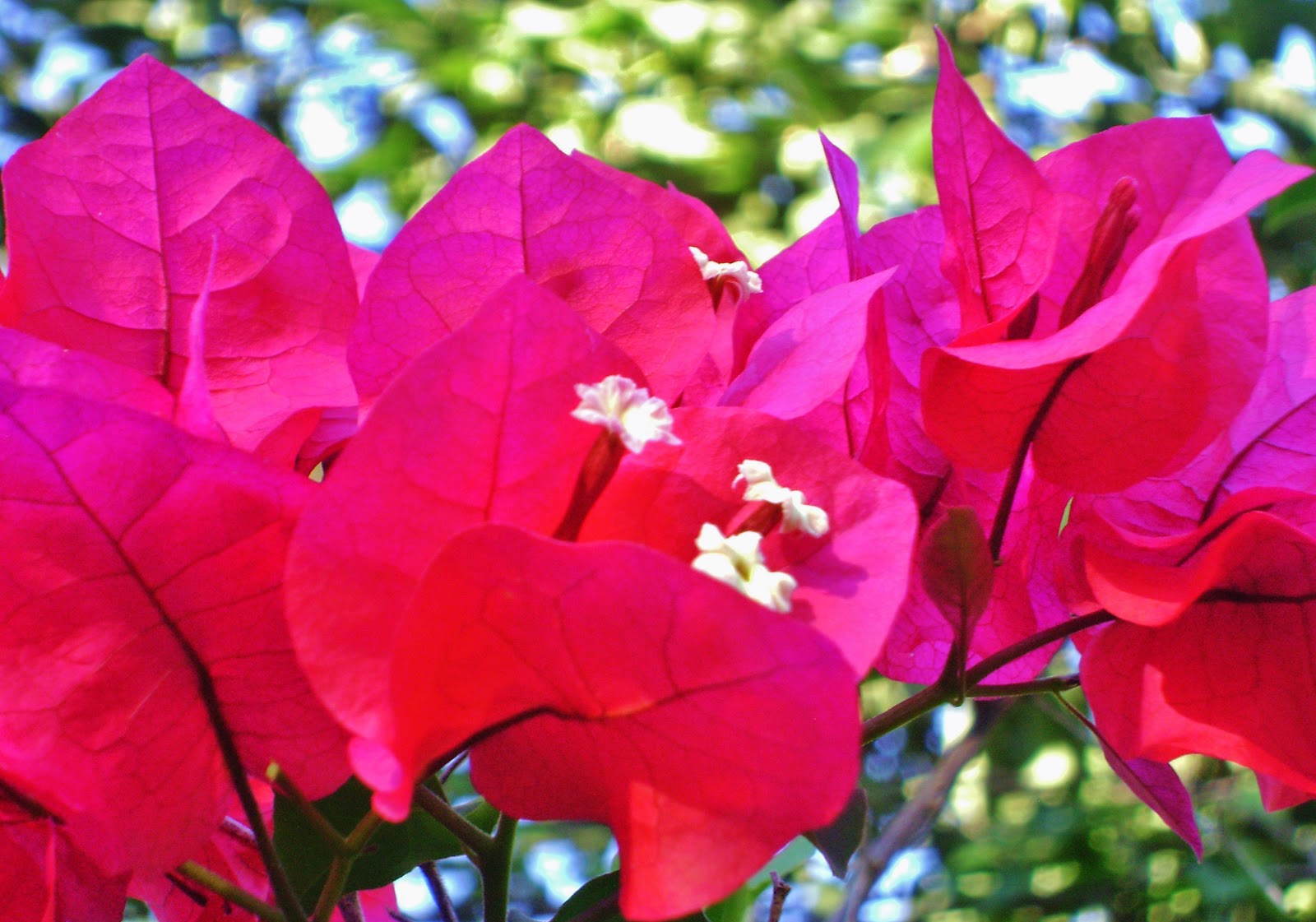 Ver de Vida: Buganvilias, Cores e Brácteas