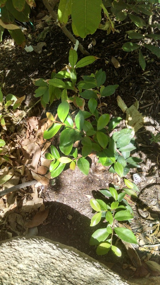 Desert Valley Orchard: Cedar Bay Cherry