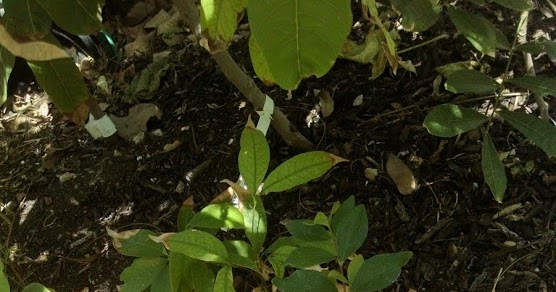 Desert Valley Orchard: Cedar Bay Cherry