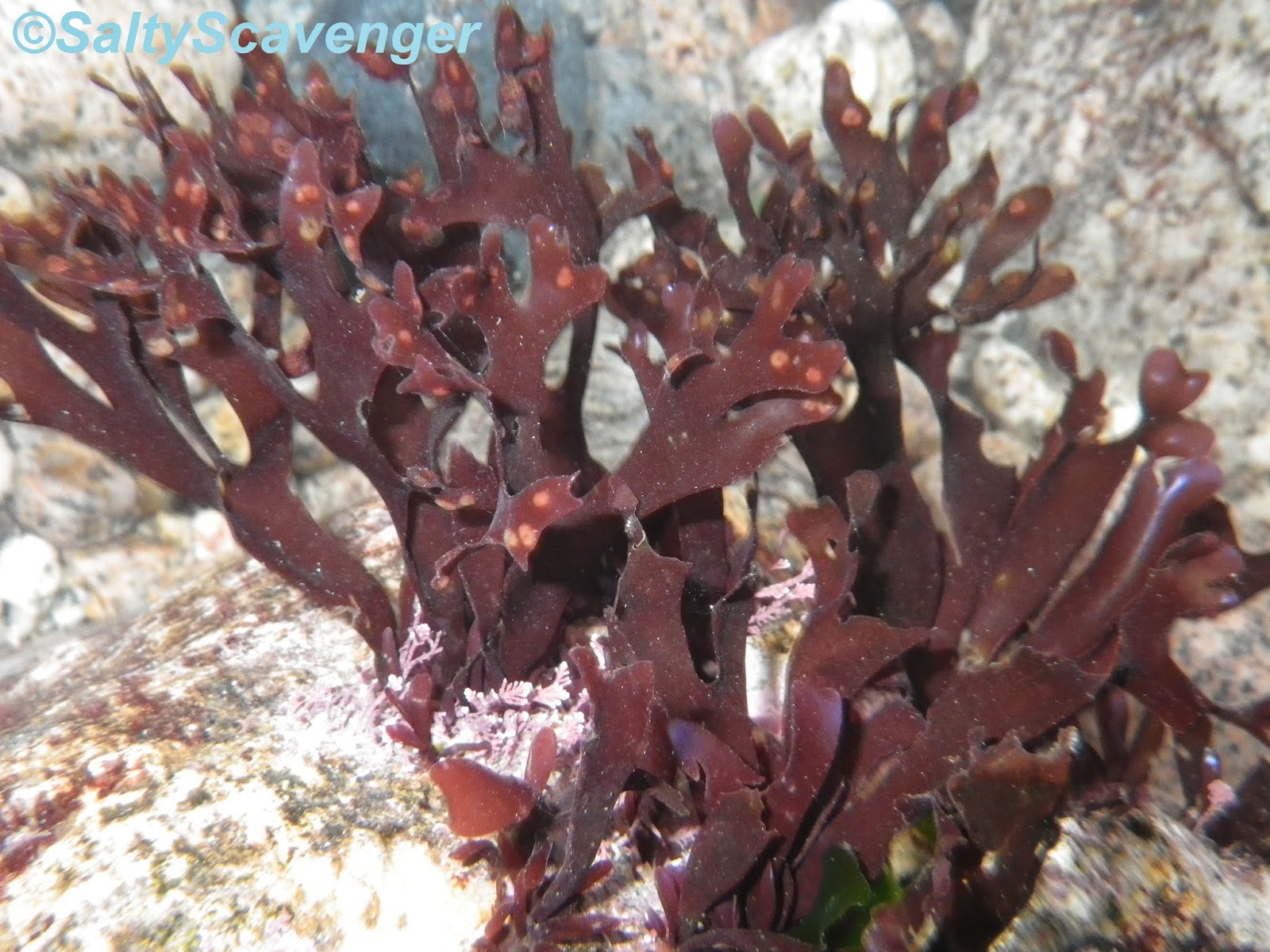 Rock Pooling: Rockpooling Destination: Revisit South- West Penwith ...