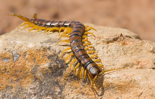 Segredos da Ciência: Centopeia - Joana Pisco