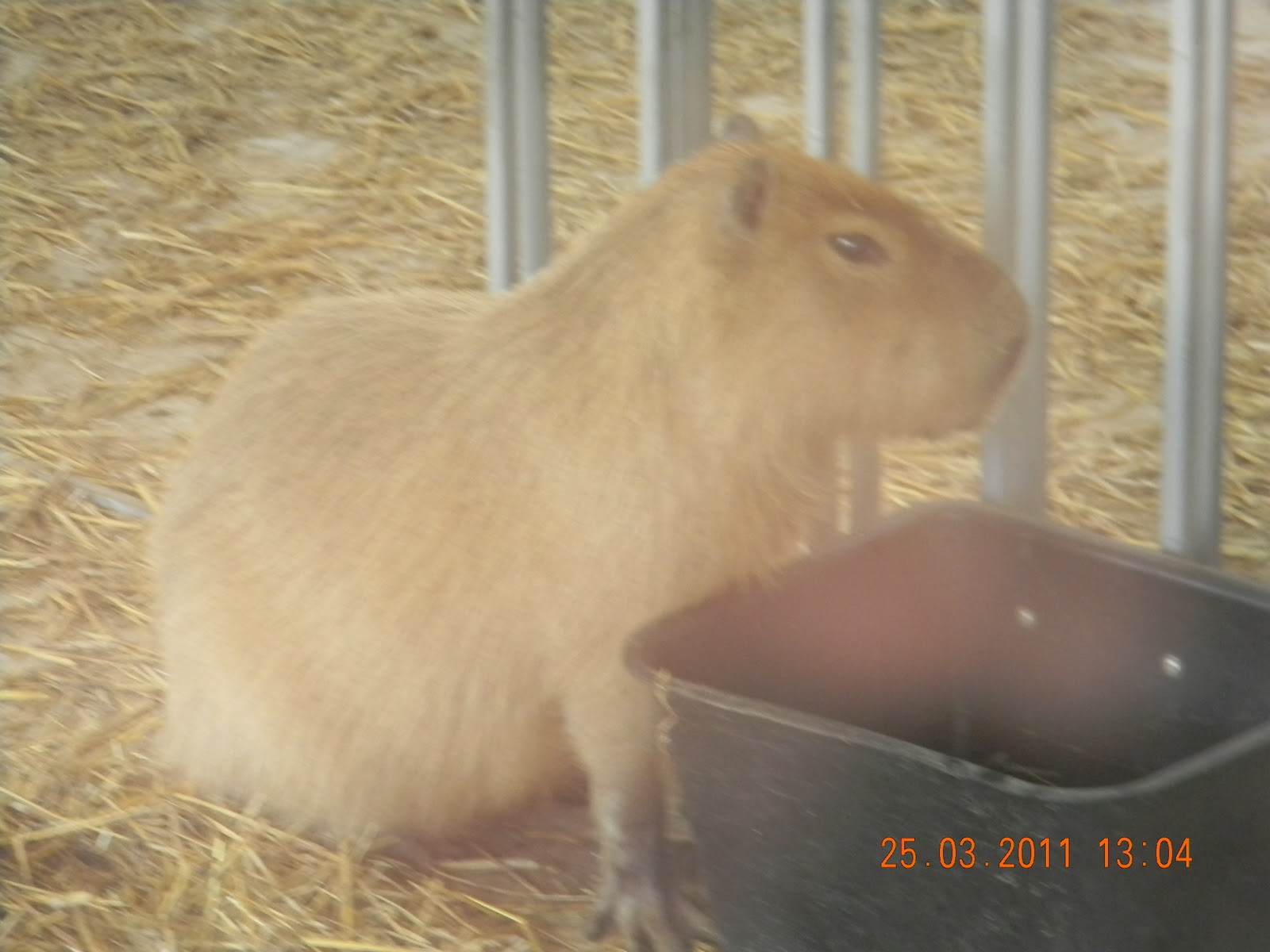 Trip-ideas: Gradina Zoologica din Timisoara