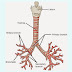 Trakea : Pengertian, Struktur, Fungsi, Bagian