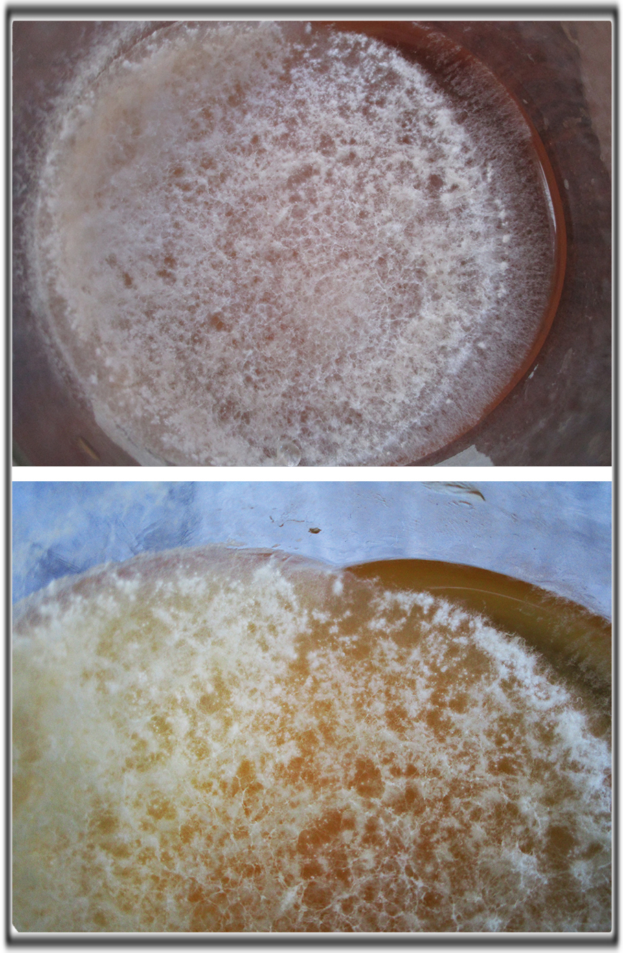 Gör egen kombucha! Scoby svamp till salu, skickas med vanlig post på 1 ...