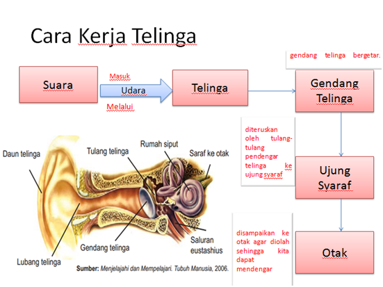Welcome To Study Home: SISTEM KOORDINASI DAN ALAT INDRA PADA MANUSIA
