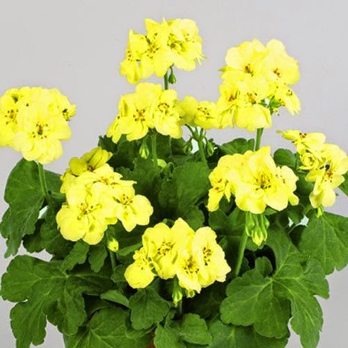 GRAFOR - FLORI SI PEISAGISTICA: Muscata Galbena- Pellargonium Yellow