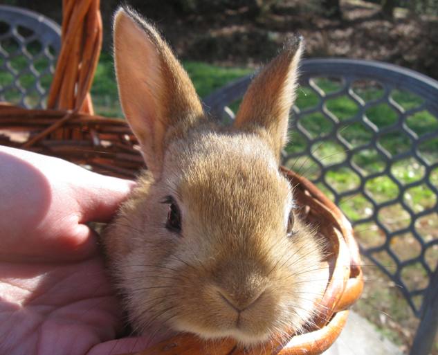 Chestnut or Chocolate Chestnut Netherland Dwarf?? | Rabbit Talk - Meat ...