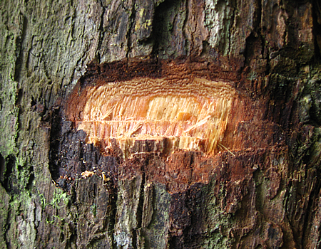 Forest Dweller: Field Trip to Matang Mangroves and Segari Melintang ...