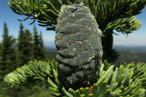 Northwest Conifer Connections: Focus on Subalpine Fir