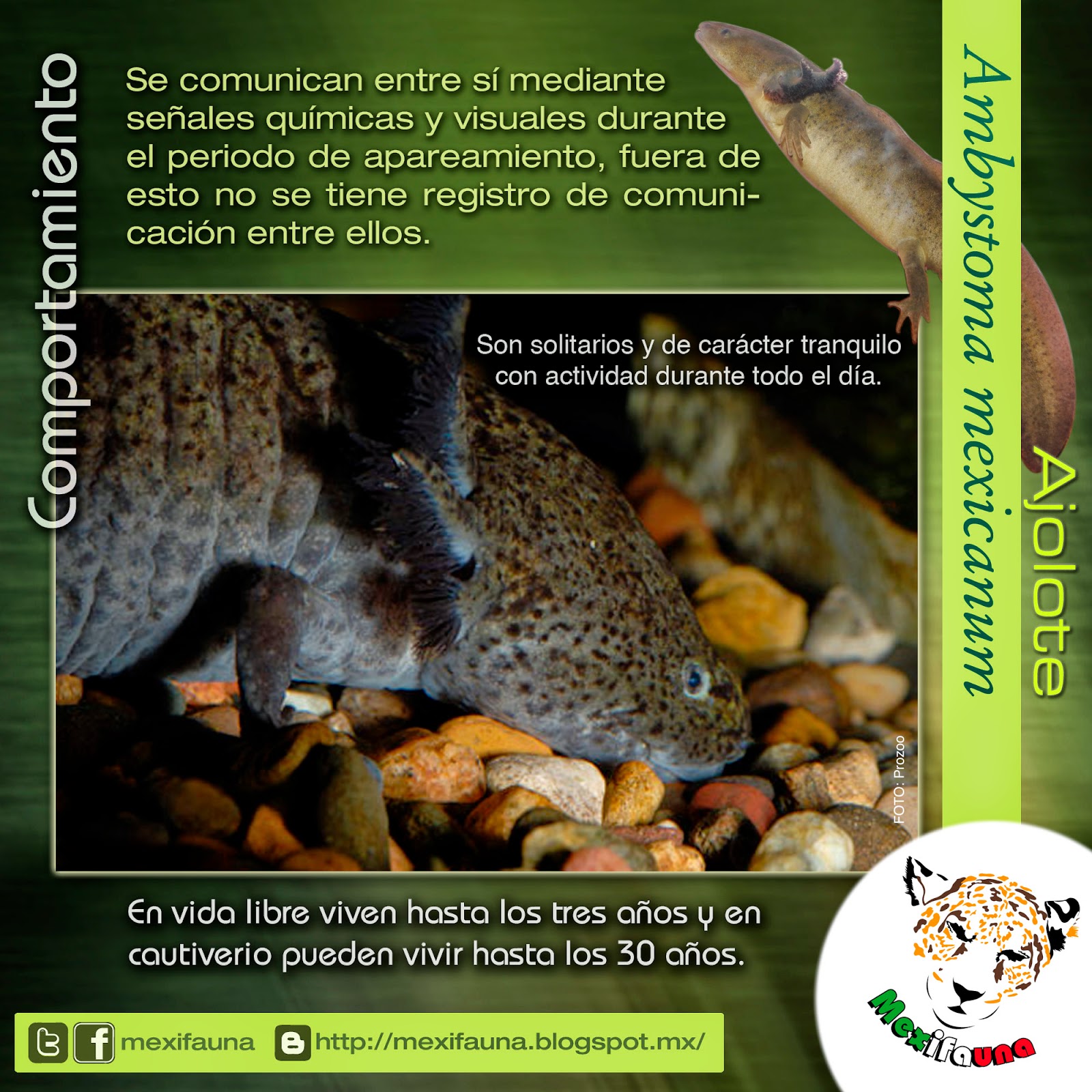 MEXIFAUNA: Ajolote (Ambystoma mexicanum)