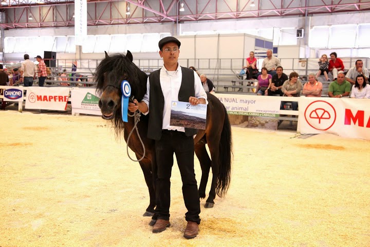O CABALO DE PURA RAZA GALEGA / THE GALICIAN HORSE BREED / LE CHEVAL DE ...