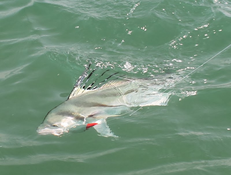 Fish Reports: Z Fish Report (11/13/13)