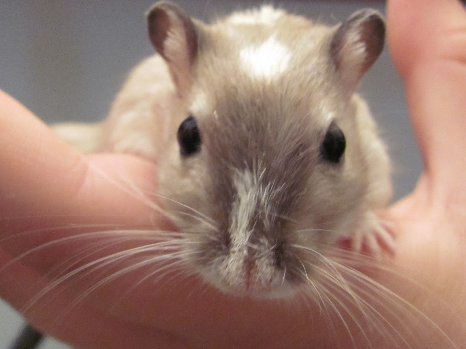 Angel n' Halo's Gerbils: November 2011