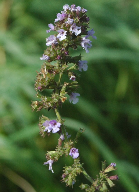 LJEKOVITO BILJE I LIJECENJE BILJEM: LJEKOVITO BILJE: Bosiljak divlji ...