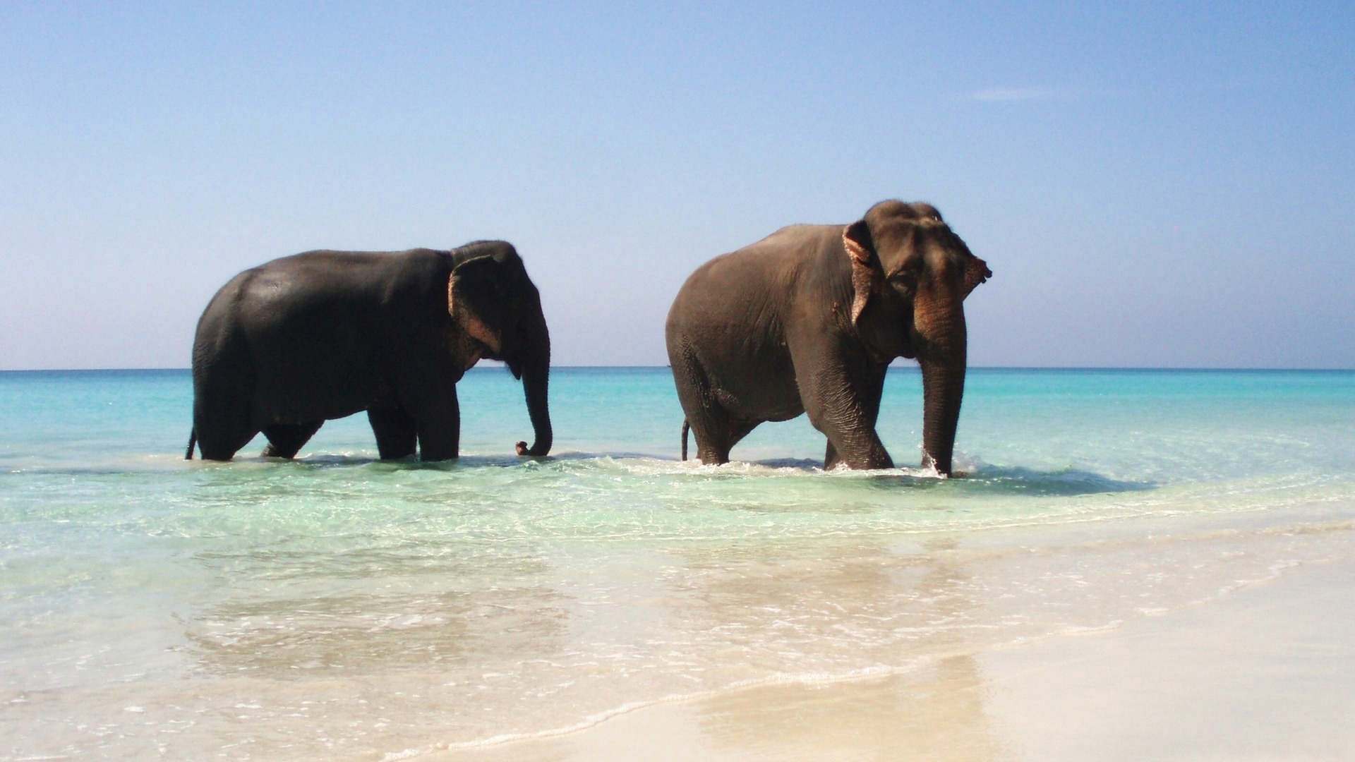 Elephant HD Wallpapers