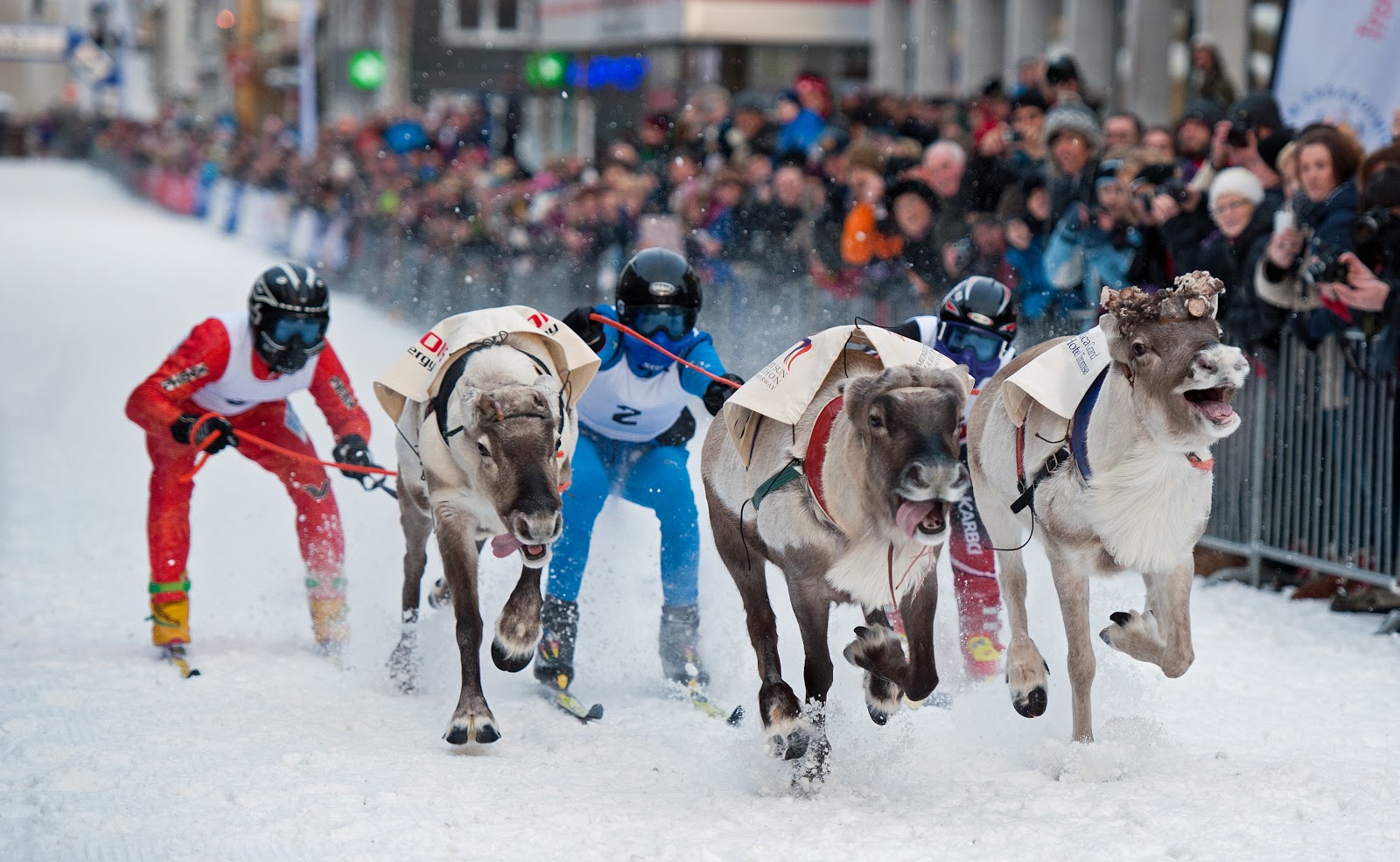 Through My Eyes: Reindeer Race Tromsø 10.02.13