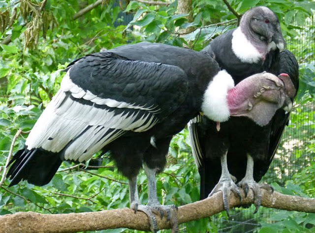 Andean Condor | The Biggest Animals Kingdom