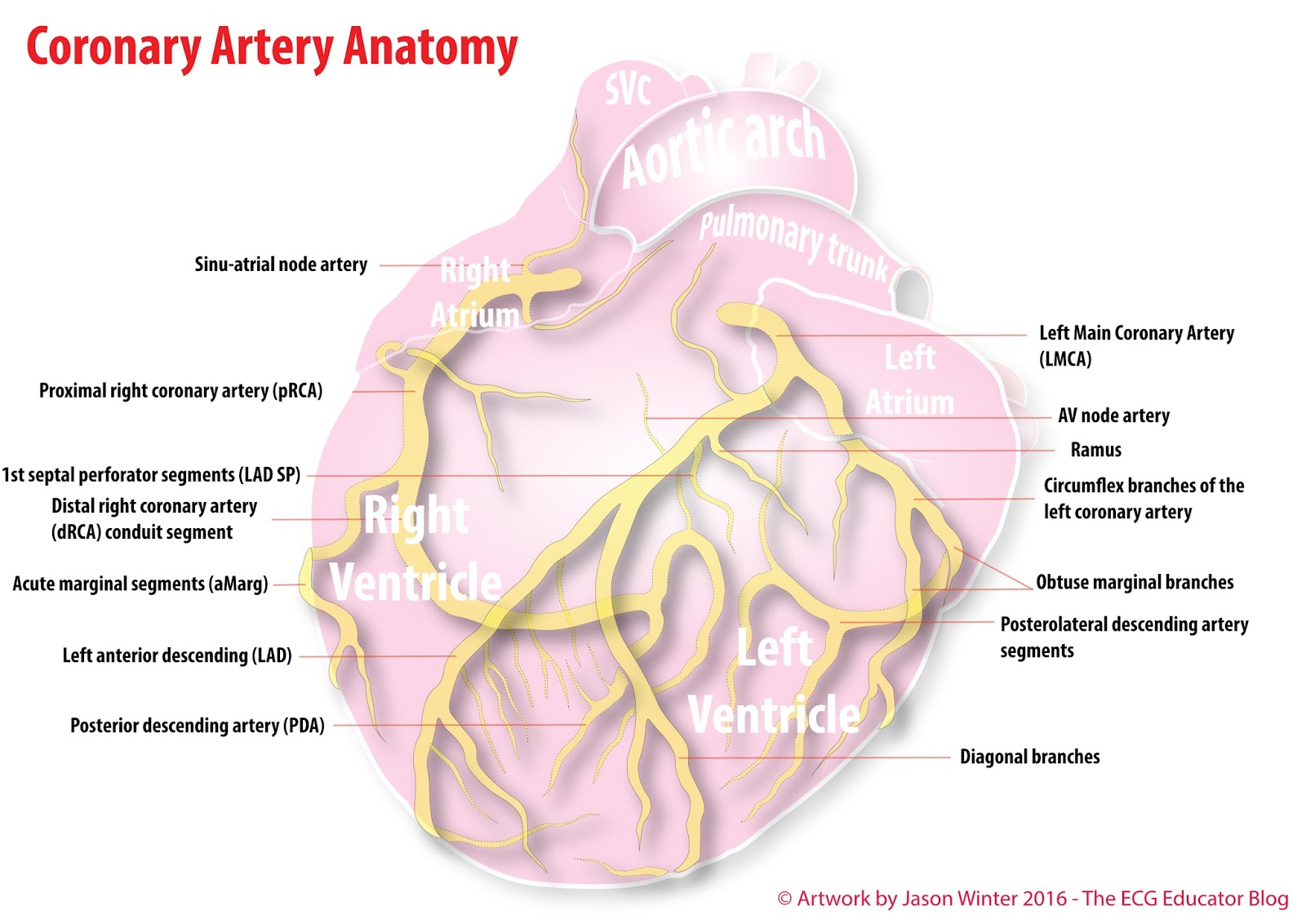 ECG Educator Blog : Coronary Artery Anatomy