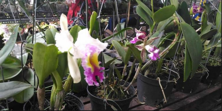 Begini Cara Menanam Bunga Anggrek Dalam Pot
