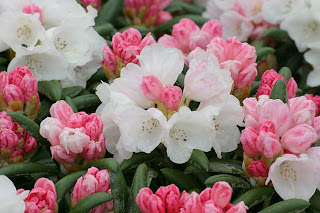 Geranium Rozanne - The Best Plant of the Centenary - 1913 - 2013