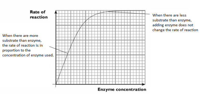 #20.Factors affecting the rate of enzyme-catalysed reactions | Biology ...