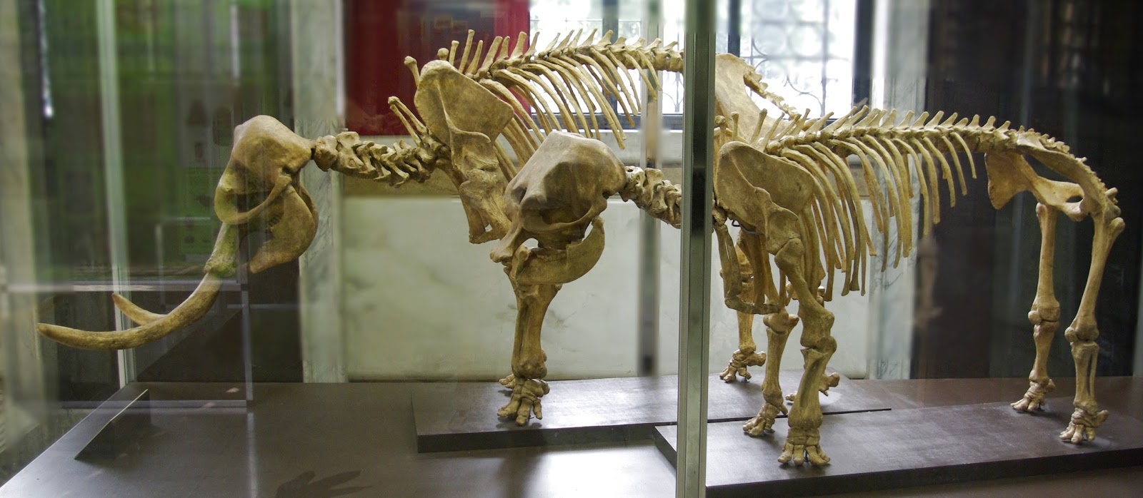 L'angolo della Geologia: Paleontologia: L'Elefante Nano