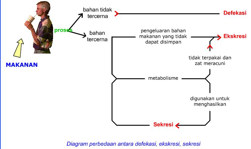 Sains al-Qur'an Learning: Proses Biologis Defekasi Ekskresi dan Sekresi
