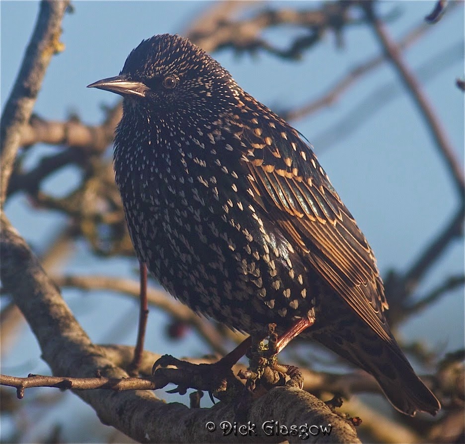 NI Bird Pics: Dick Glasgow - Starling
