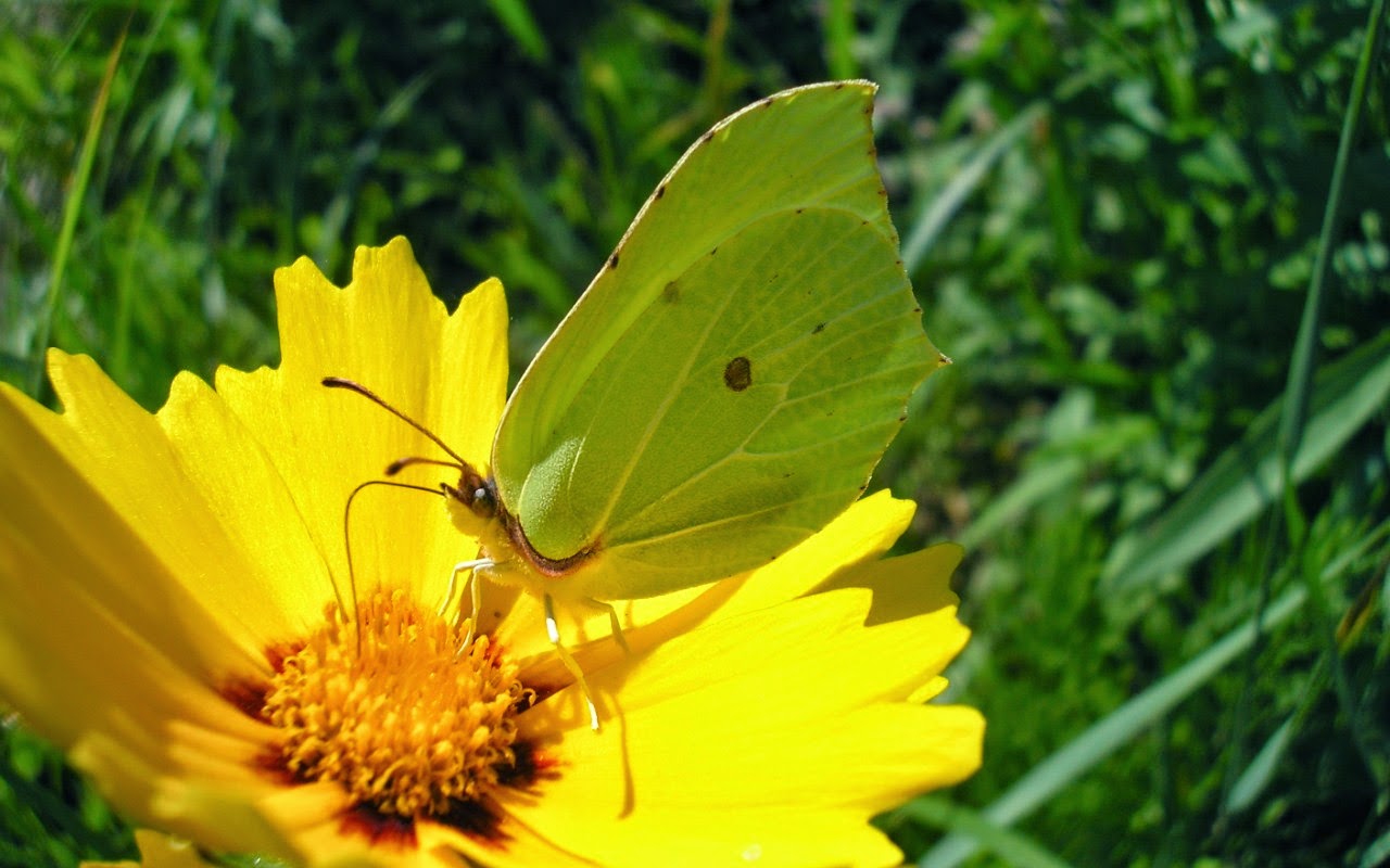 Warmia piękna jak sen: Motyle - żywe kwiaty