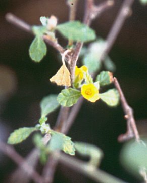 PLANT FAMILIES OF PUERTO RICO AND FLORIDA PAPO VIVES: PASSIFLORACEAE ...