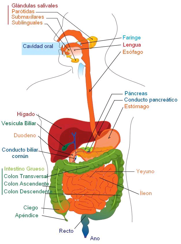 proceso alimenticio: proceso alimenticio