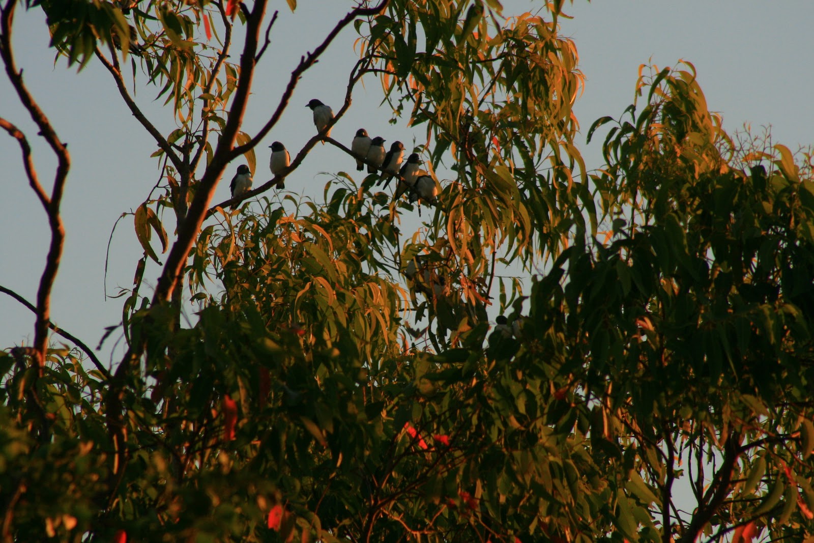 Geoff Thompsons Blog: Northern Territory Birds