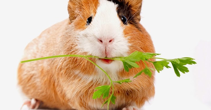 Guinea Pigs and Domestication