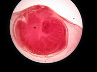 HISTOLOGY ATLAS 3D FOR MEDICAL STUDENTS.: PARASITOLOGY MICROSCOPIC ...